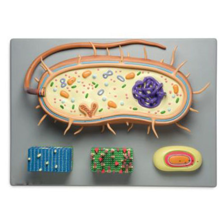 Bacterium - Microteknik