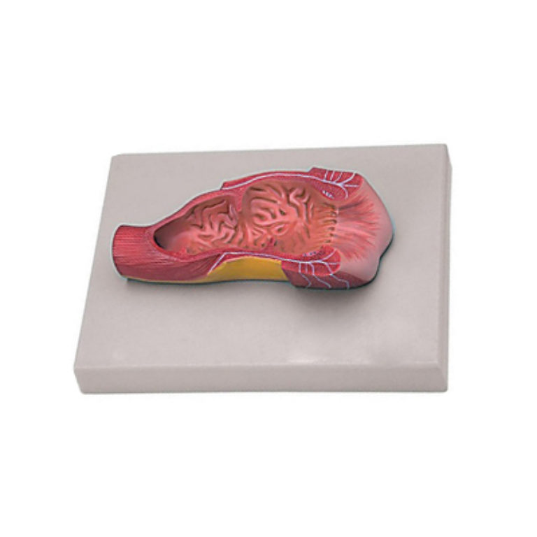 Human Anus Model Microteknik
