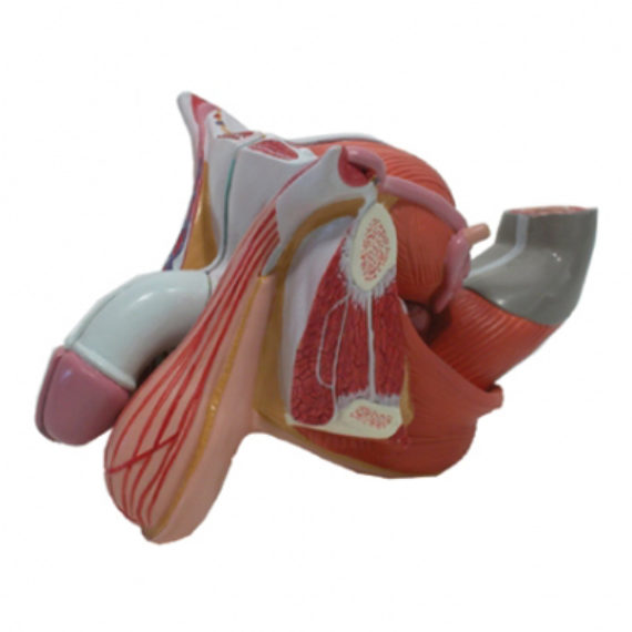 Male Genital Organ - Microteknik
