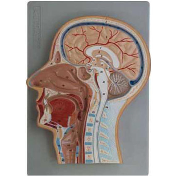 Median Section Of Head (relief Model) - Microteknik