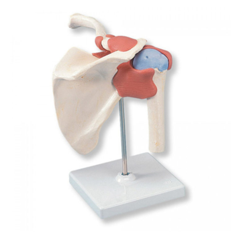 Shoulder Joint - Microteknik